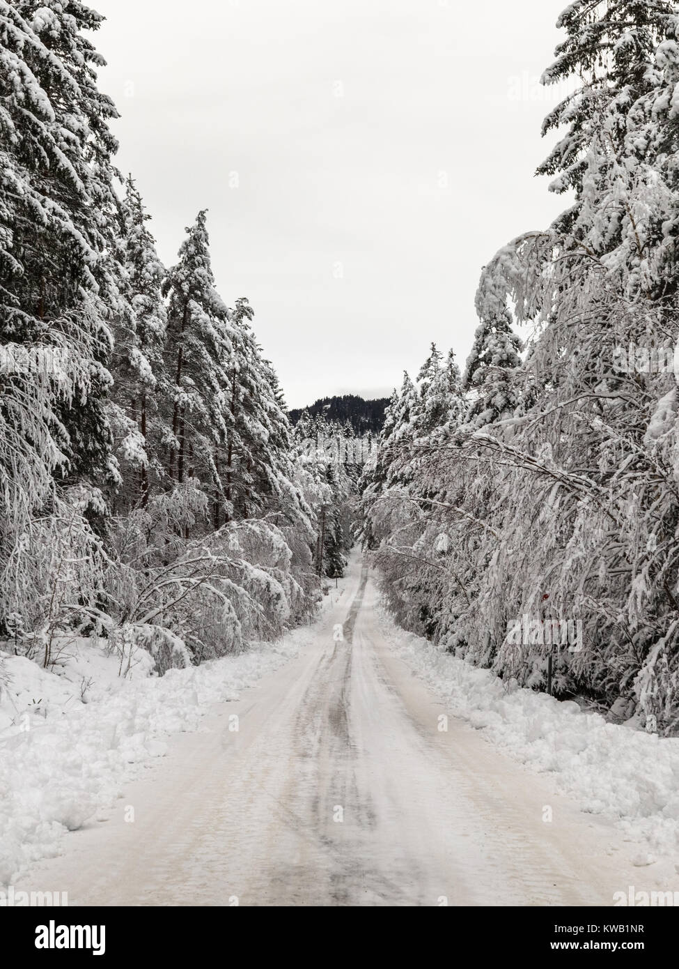 Snow covered road in a Scandinavian pinewood forest with snowy forest ...