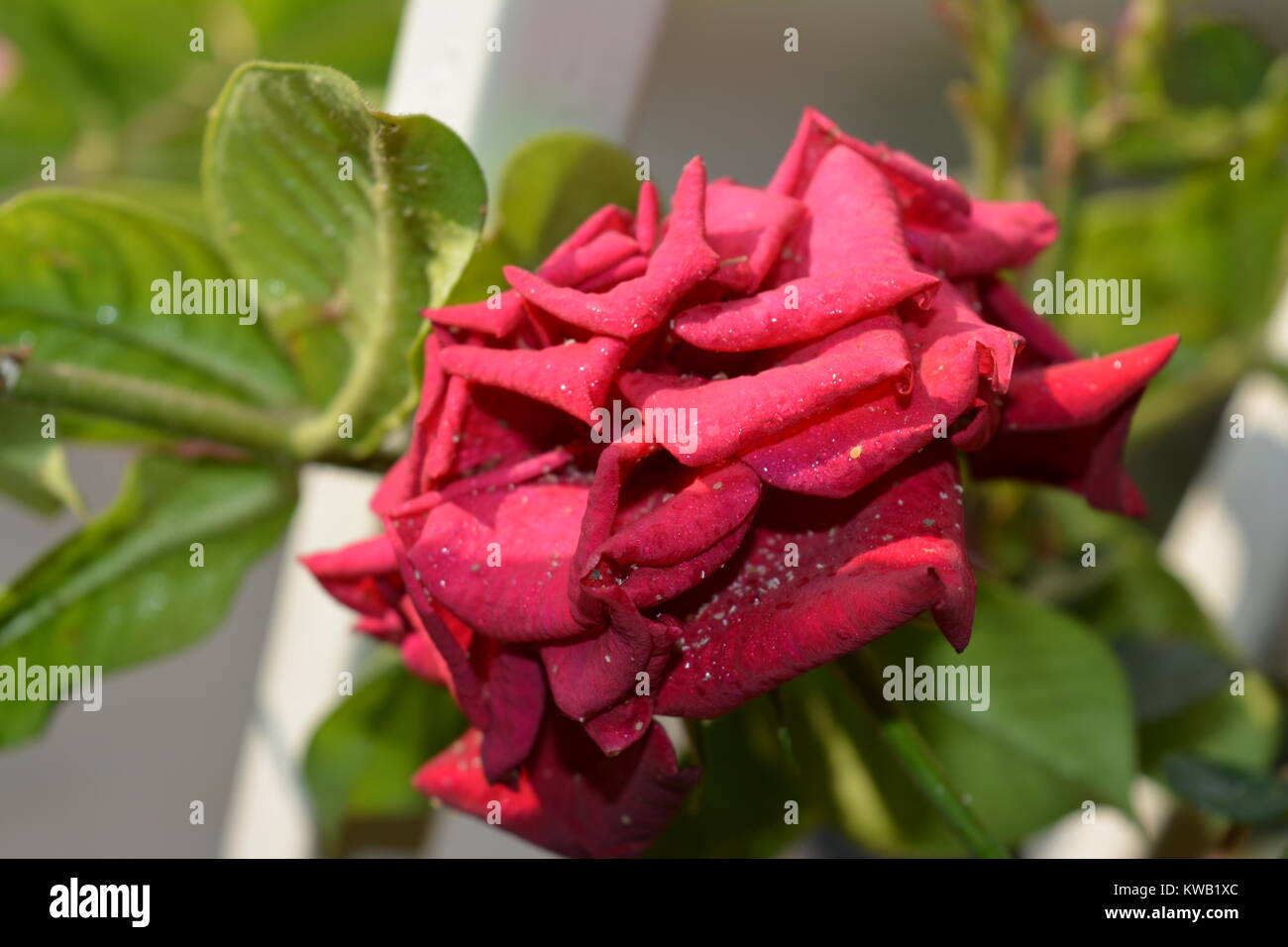 A red beautiful rose under the sunlight Stock Photo - Alamy