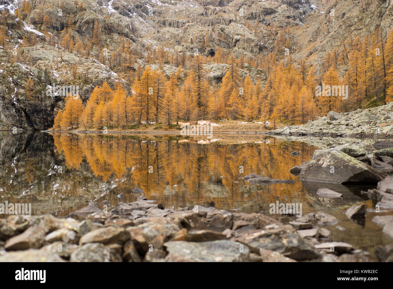 Larches in fall color hi-res stock photography and images - Alamy