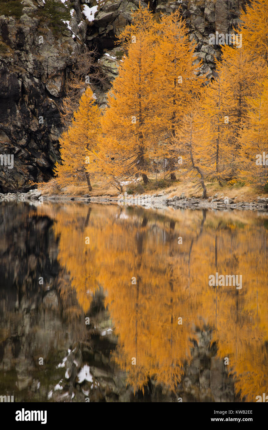 Larches in fall color hi-res stock photography and images - Alamy