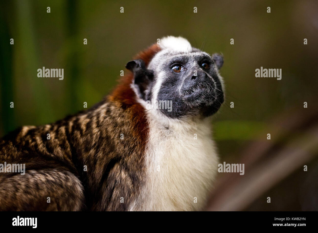 Panama wildlife with a Geoffroy's Tamarin, Saguinus geoffroyi, in the ...