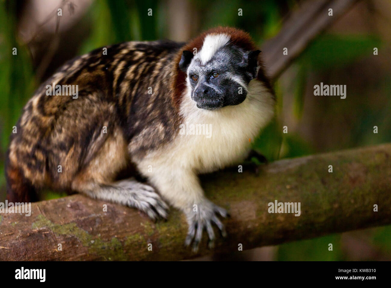 Panama wildlife with a Geoffroy's Tamarin, Saguinus geoffroyi, in the ...