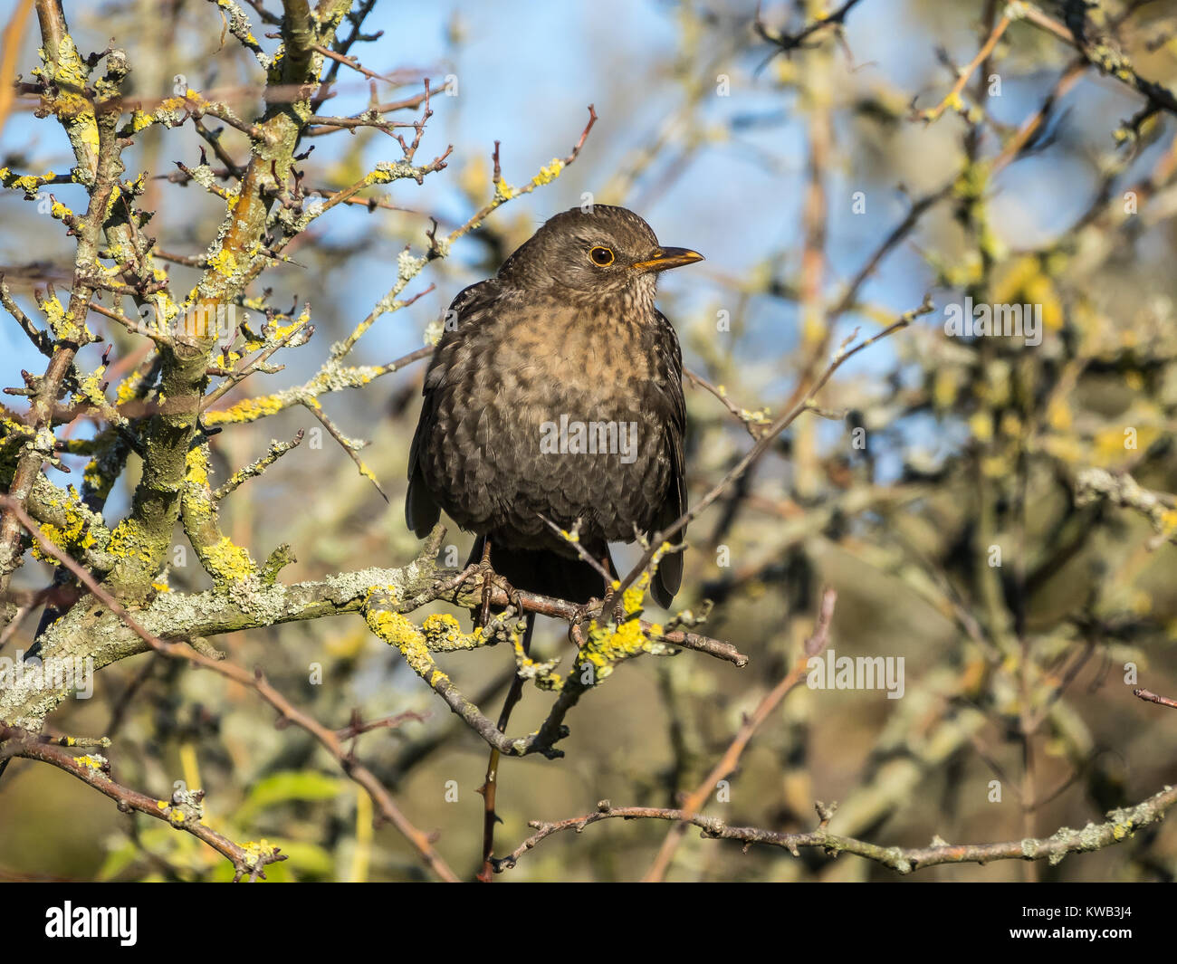 Blackbird on branch hi-res stock photography and images - Alamy