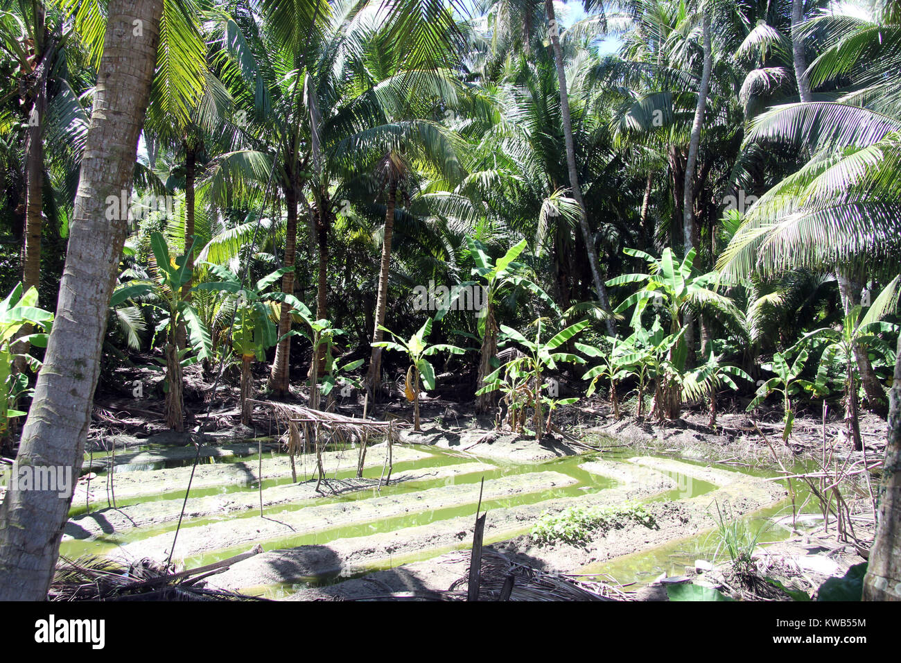 Coconut trees plantation on Hainan island, China Stock Photo - Alamy