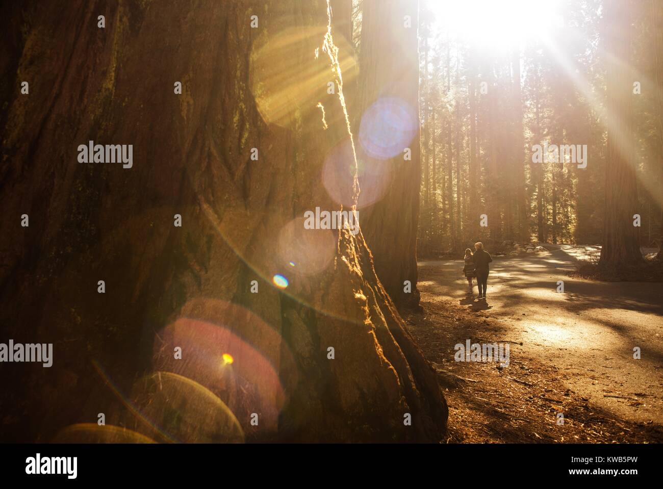 Exploring World Famous Sequoia National Park in California Sierra ...