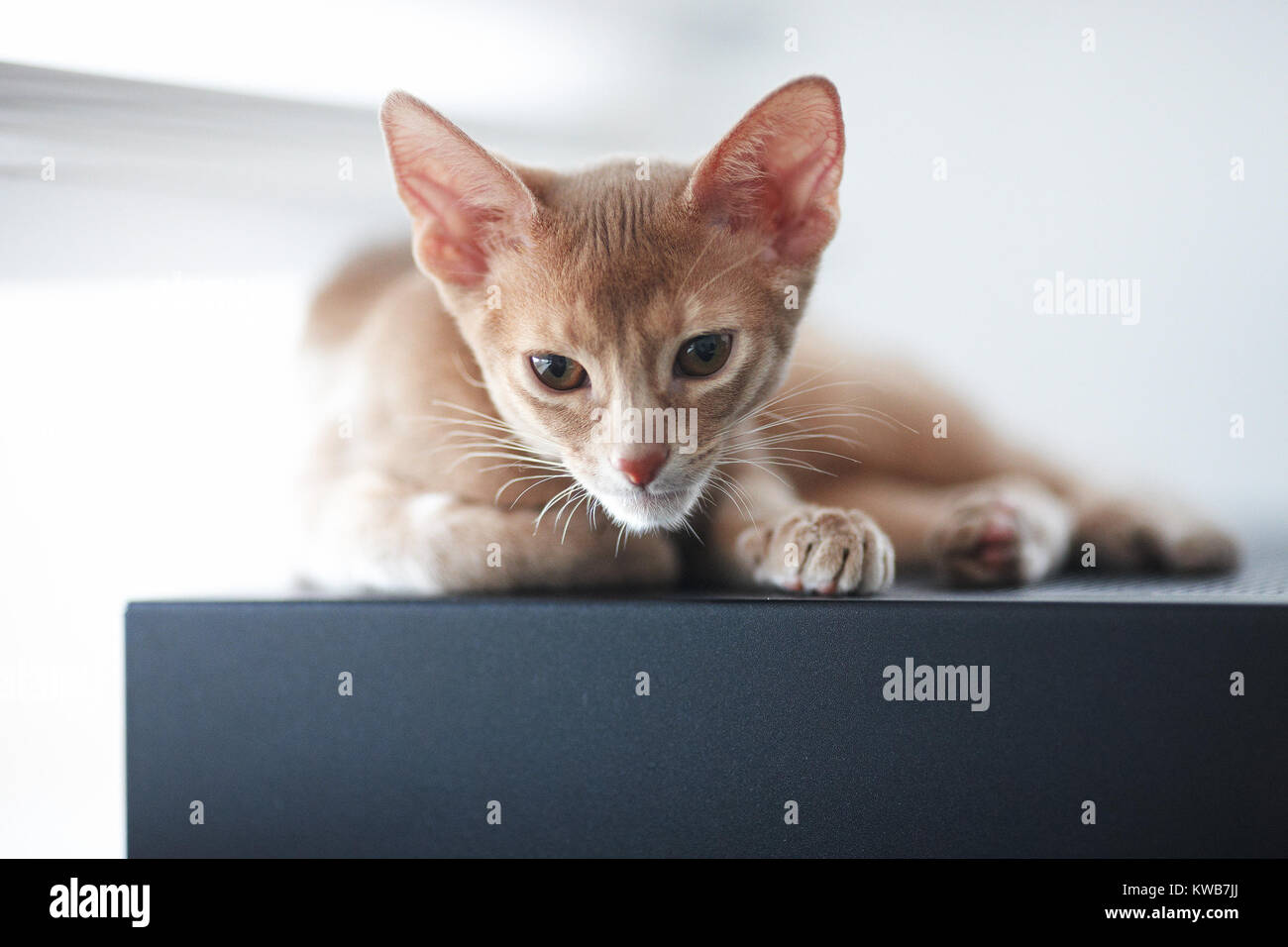 Cute little red cat Stock Photo - Alamy