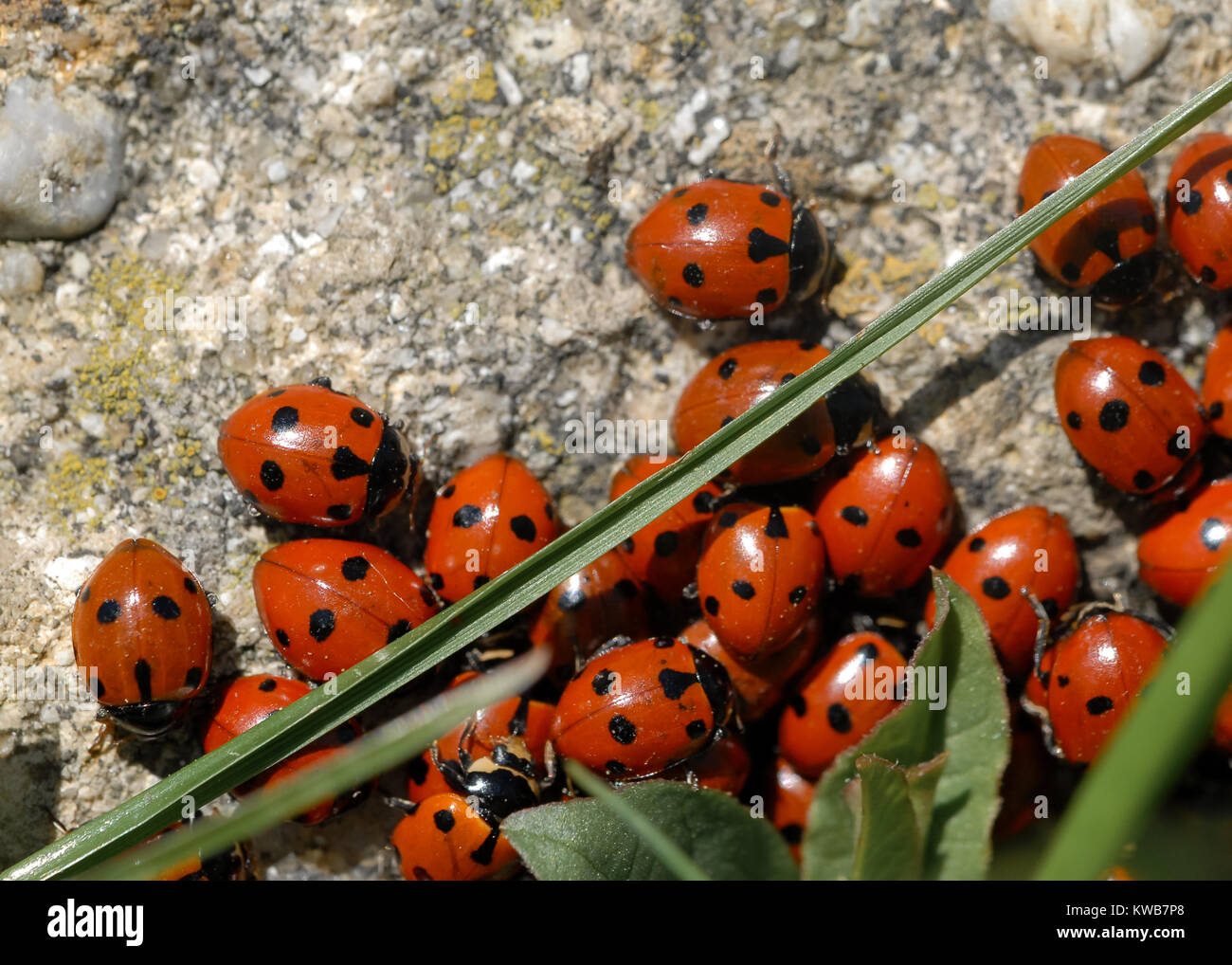 A group of seven-spot ladybirds (Coccinella septempunctata) on a stone ...