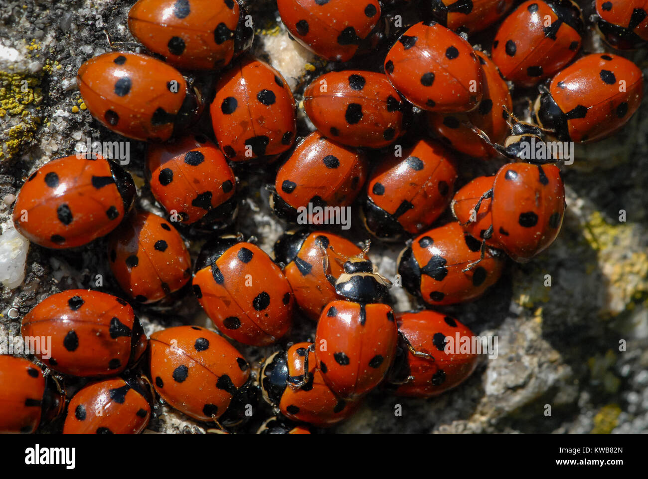 Seven color species hi-res stock photography and images - Alamy