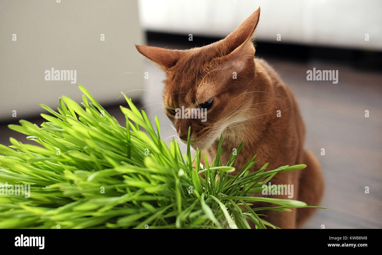 Red cat and pod with grass Stock Photo - Alamy