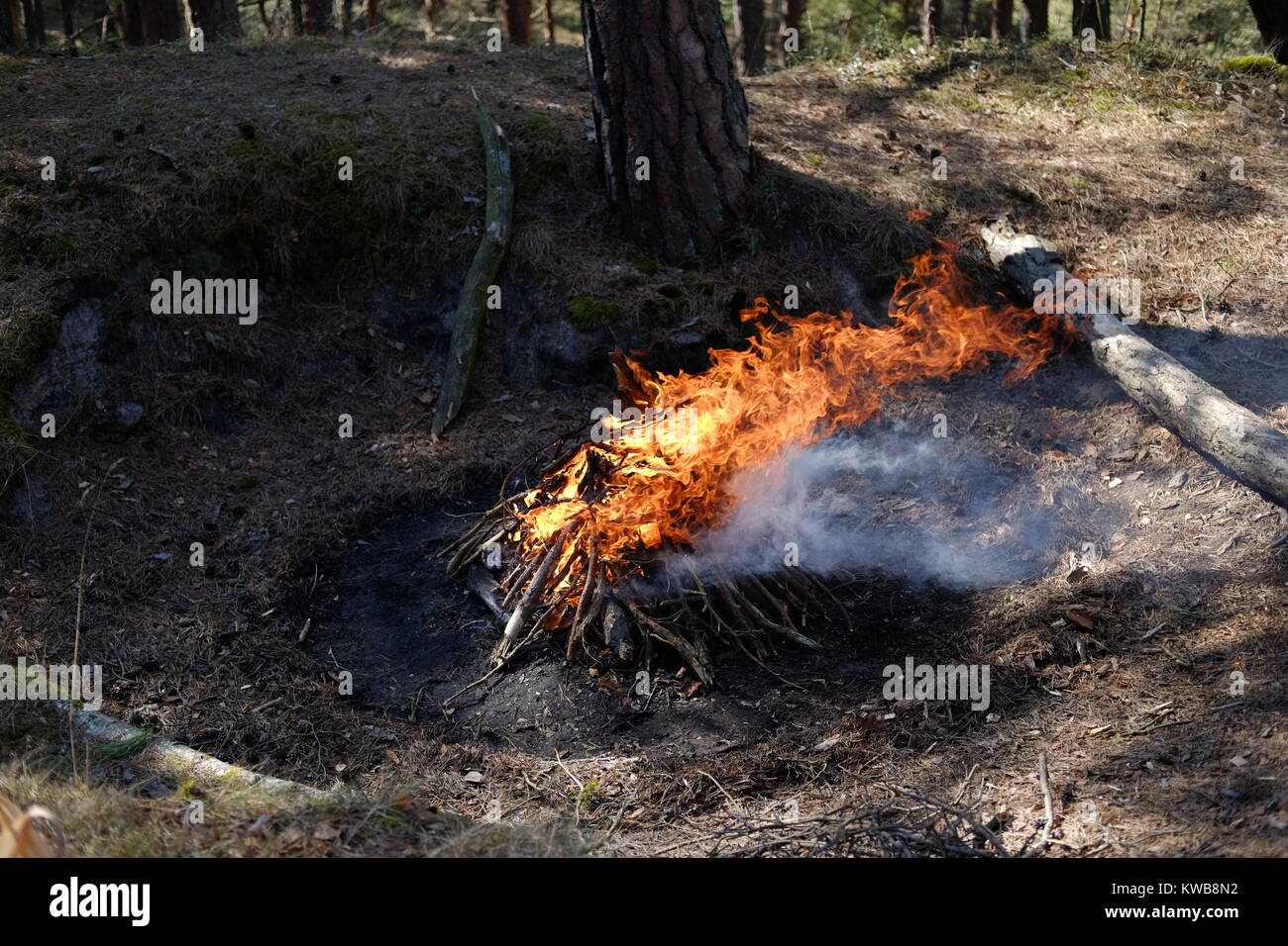 Fire in a wood Stock Photo - Alamy