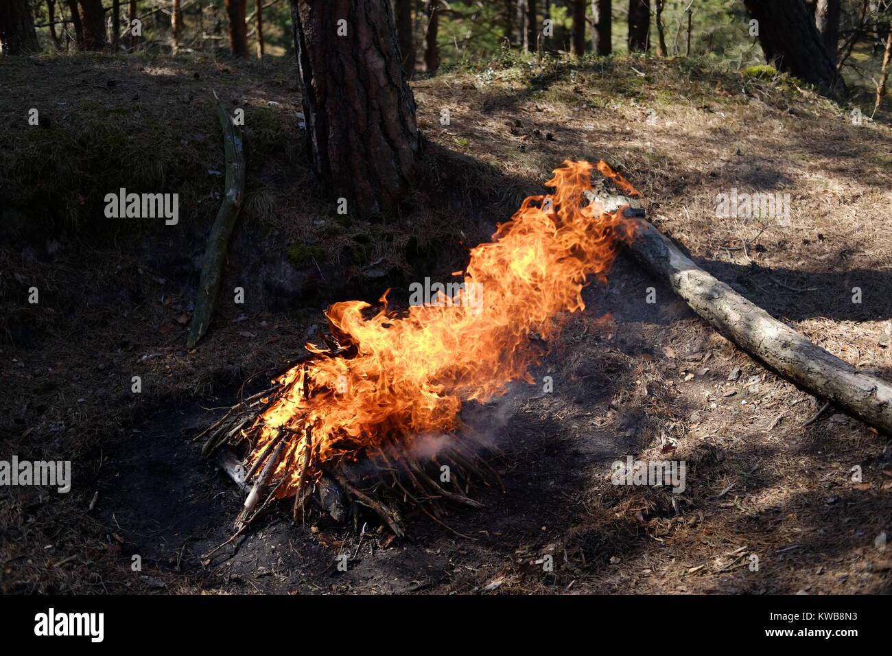 Fire in a wood Stock Photo - Alamy