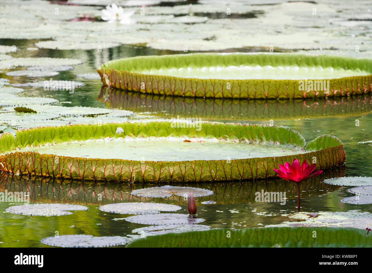Pond with victoria amazonica giant water lilies hi-res stock ...