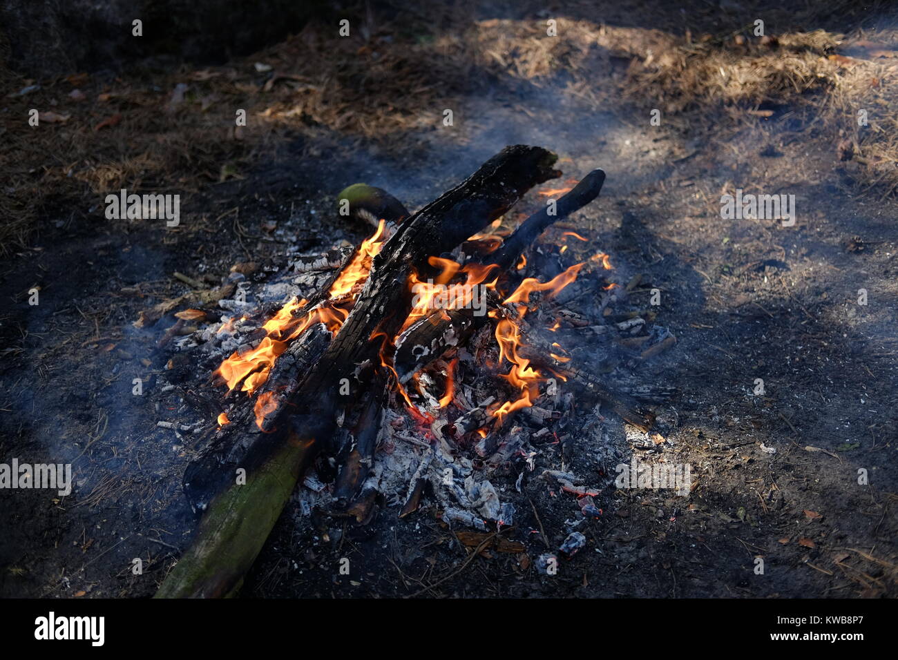 Fire in a wood Stock Photo - Alamy