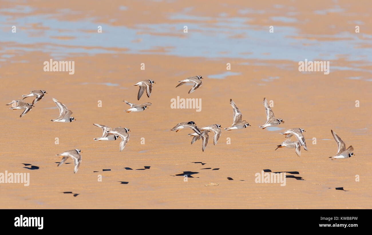Great ringed plovers hi-res stock photography and images - Alamy