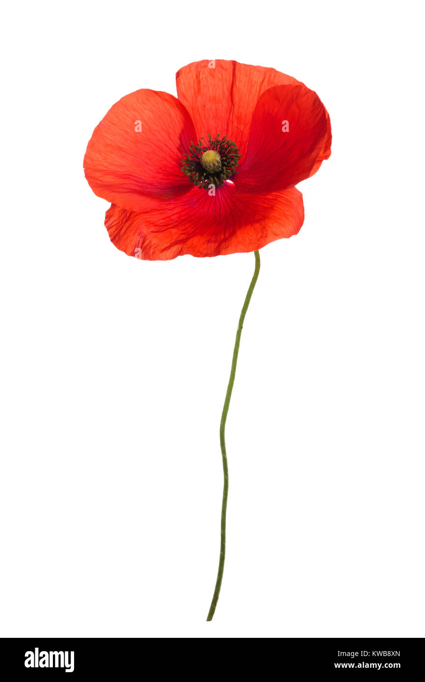 Bouquet of wild red poppies. Isolated on white background Stock Photo ...