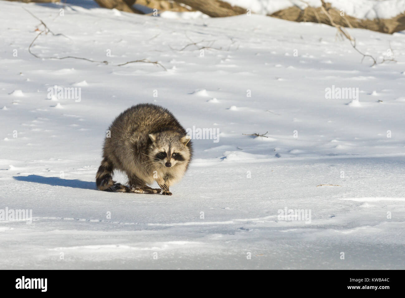 Closeup raccoon in winter in Canada Stock Photo - Alamy