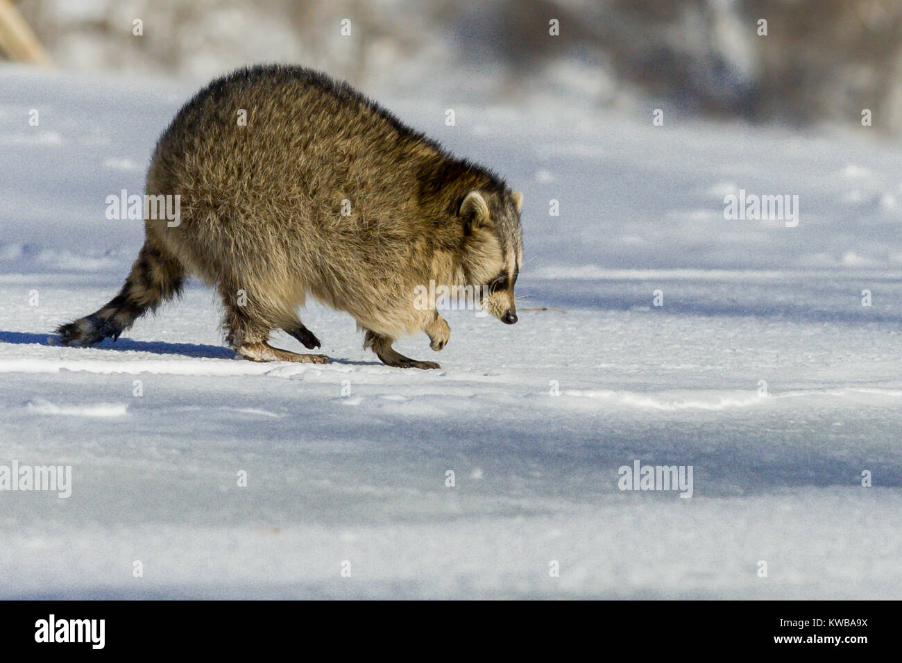 Closeup raccoon in winter in Canada Stock Photo - Alamy