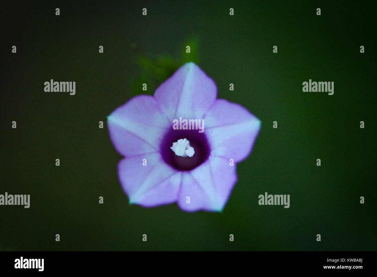 Purple star shaped flower hi-res stock photography and images - Alamy