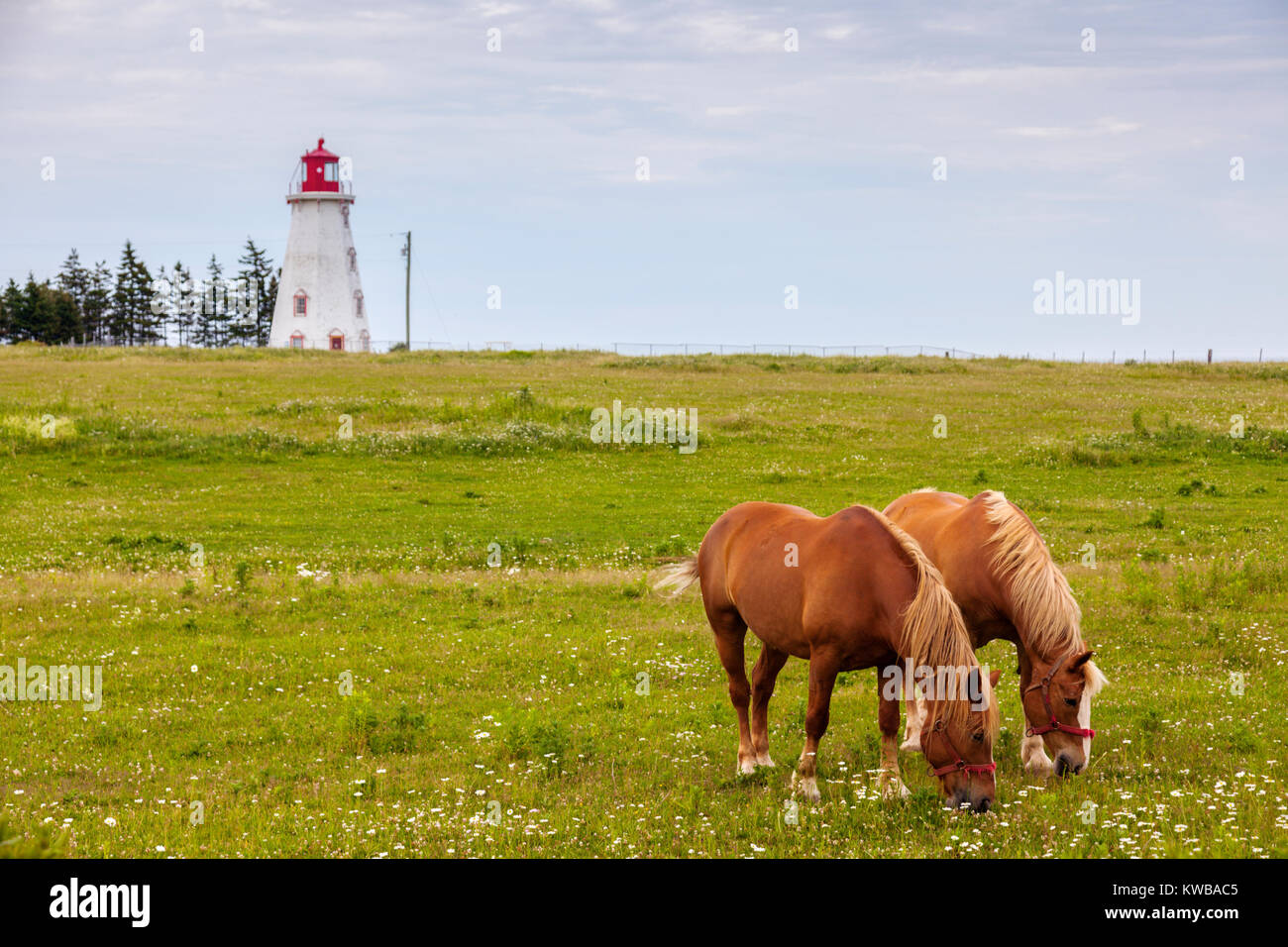 Horses in front of Panmure Head Lighthouse on Prince Edward Island ...