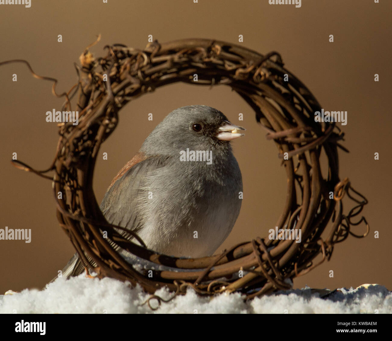 Feathered friend hi-res stock photography and images - Alamy