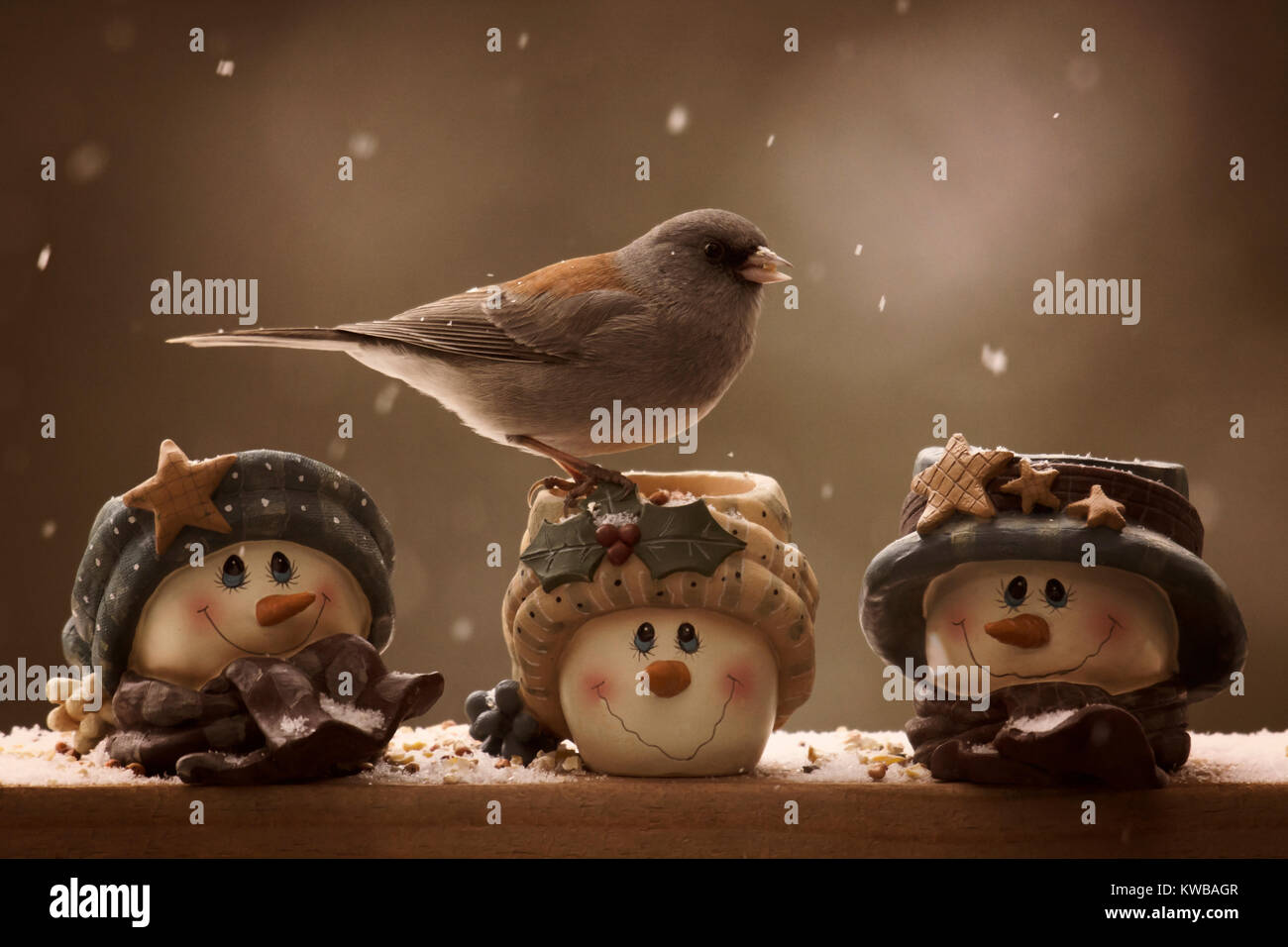 Feathered friend hi-res stock photography and images - Alamy