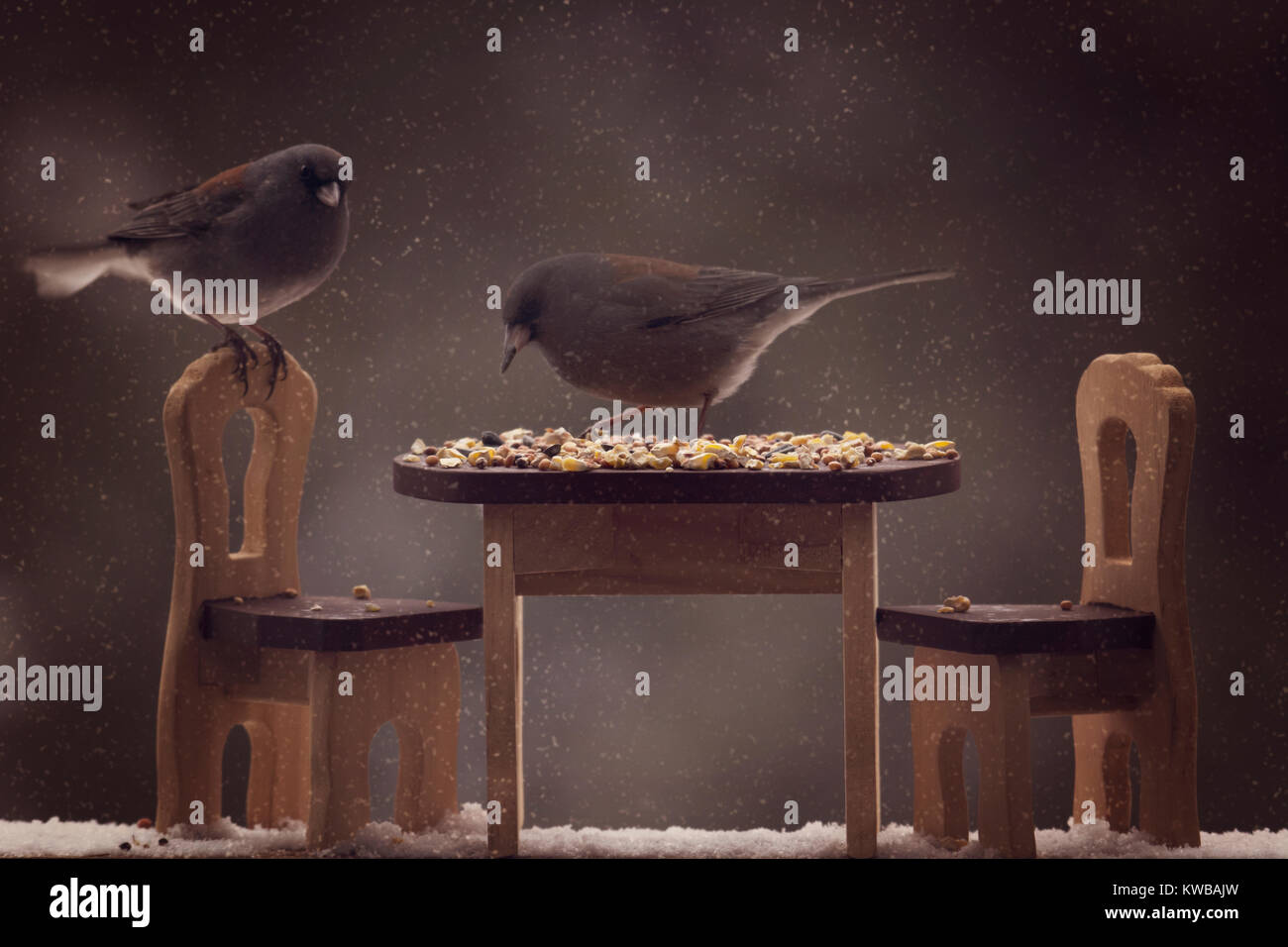 Feathered friend hi-res stock photography and images - Alamy