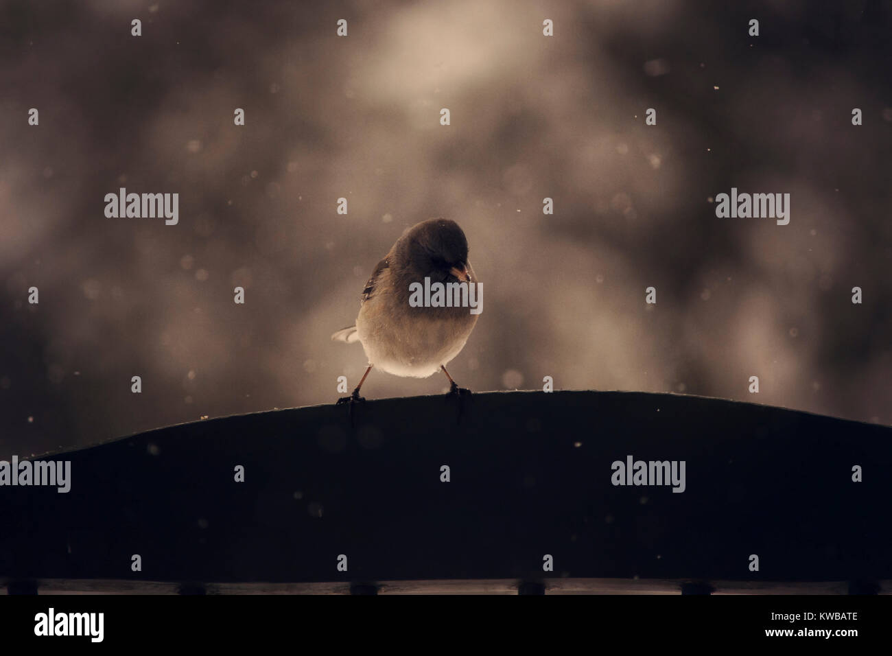 Dark feathered bird hi-res stock photography and images - Alamy