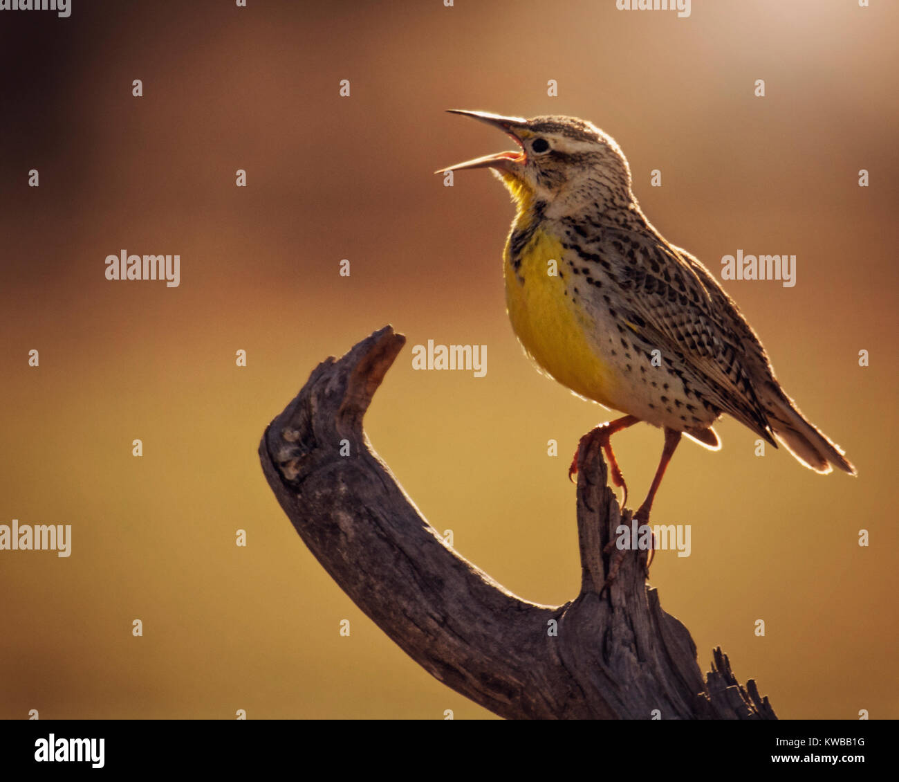 Sing bird hi-res stock photography and images - Alamy