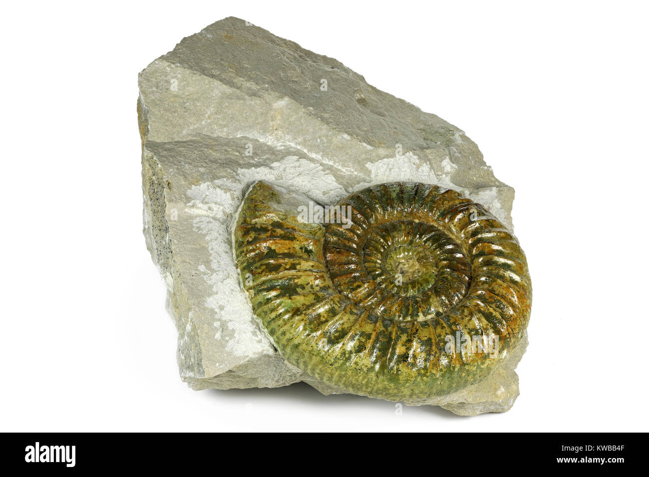 Fossil white background hi-res stock photography and images - Alamy