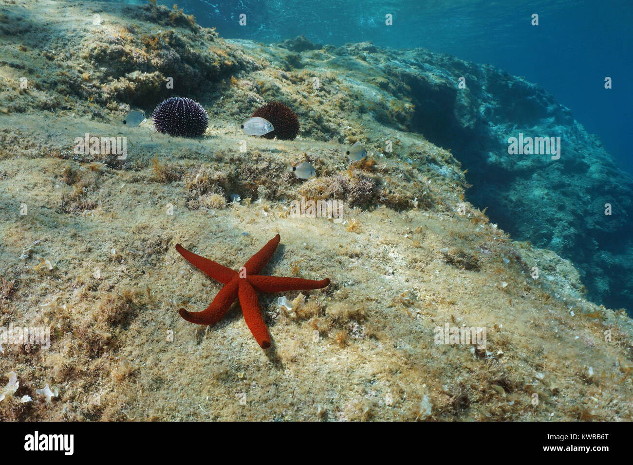 Sea star hi-res stock photography and images - Alamy