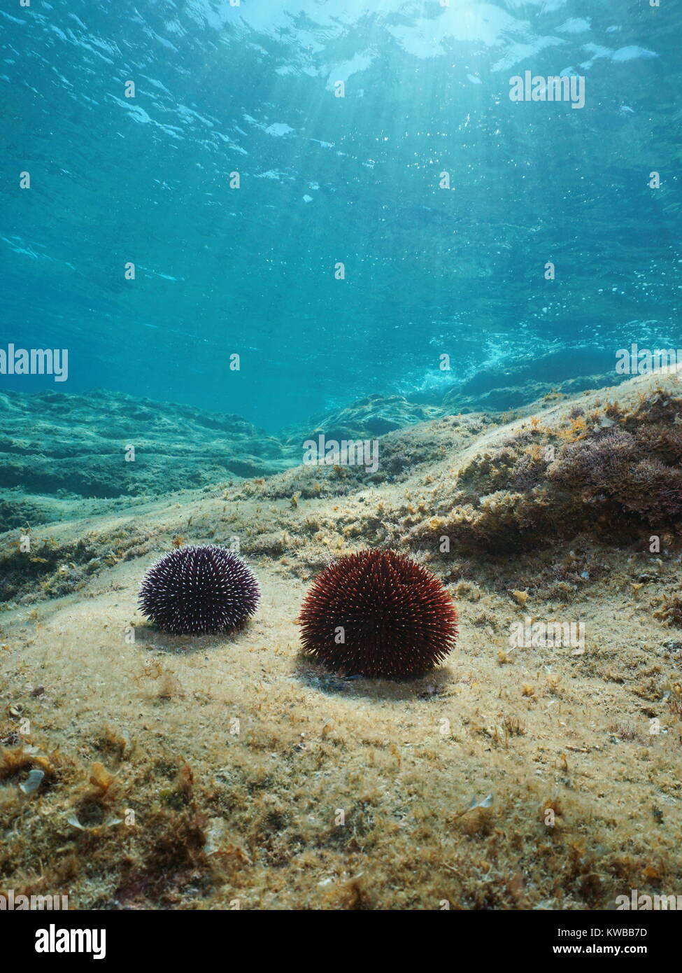 Sea urchins underwater on a rocky seabed with sunlight through water ...