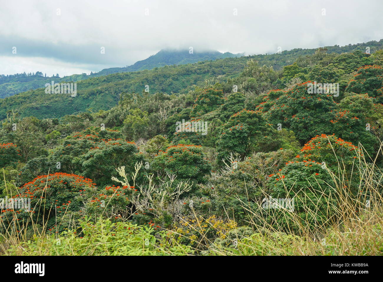 Tahiti french polynesia vegetation hi-res stock photography and images ...