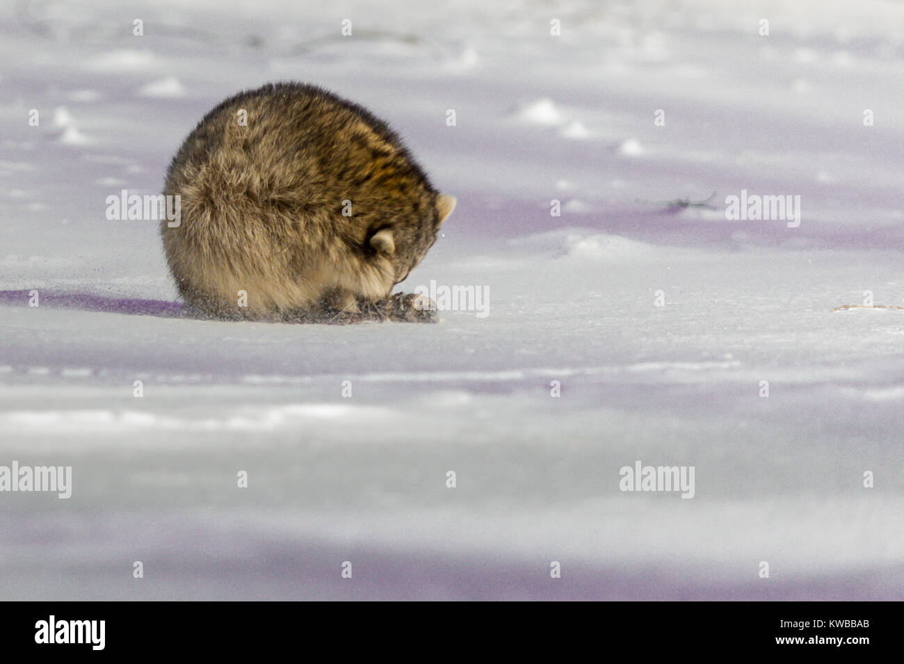 Closeup raccoon in winter in Canada Stock Photo - Alamy