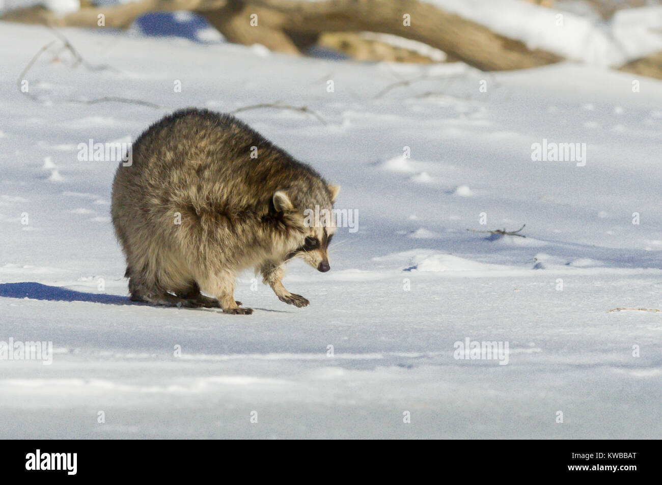 Closeup raccoon in winter in Canada Stock Photo - Alamy