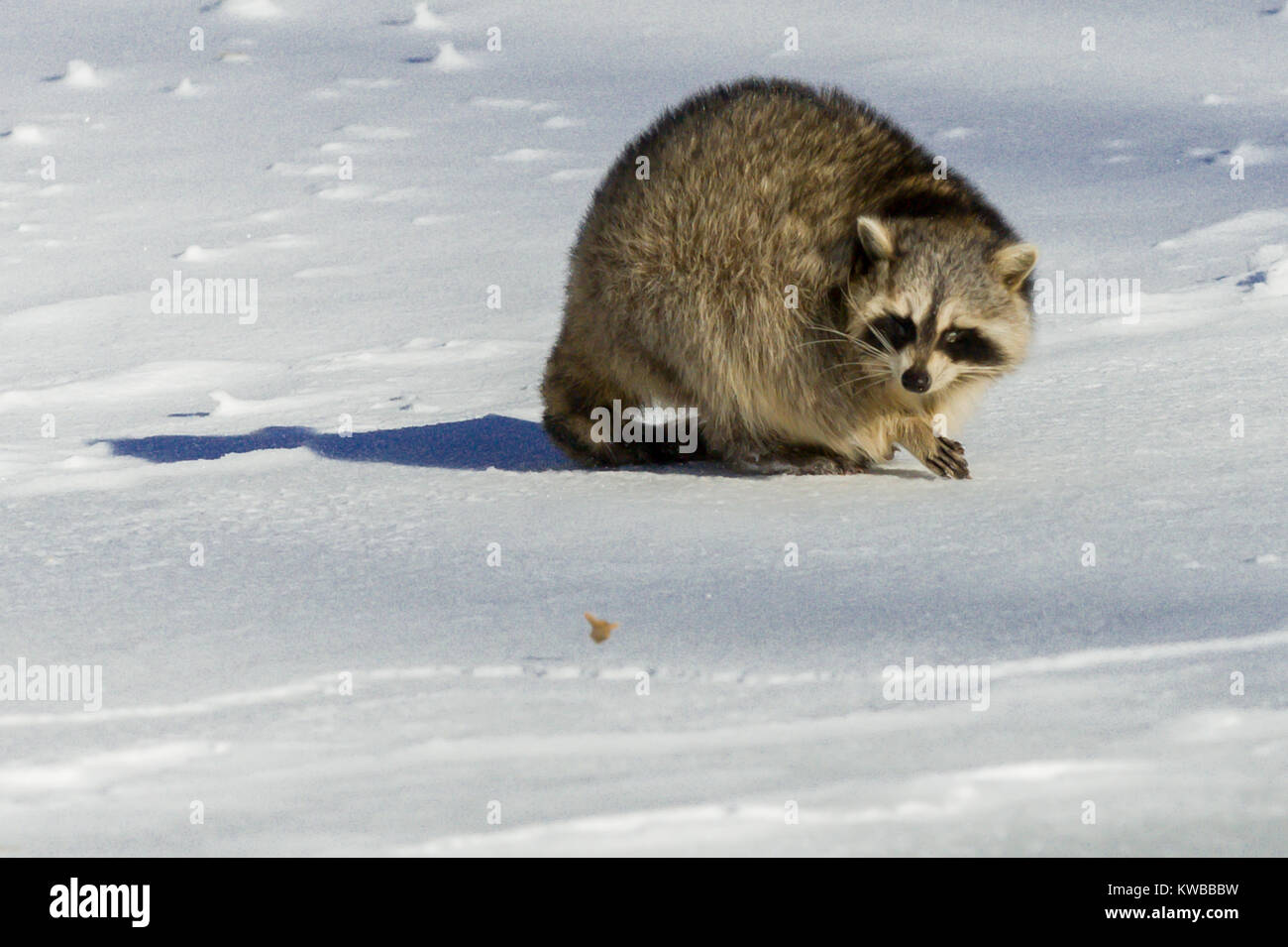 Closeup raccoon in winter in Canada Stock Photo - Alamy