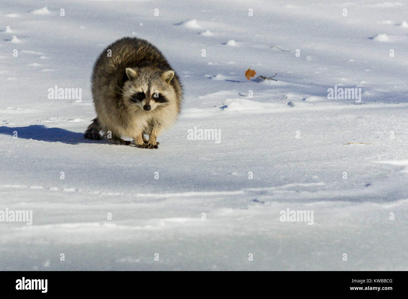 Closeup raccoon in winter in Canada Stock Photo - Alamy