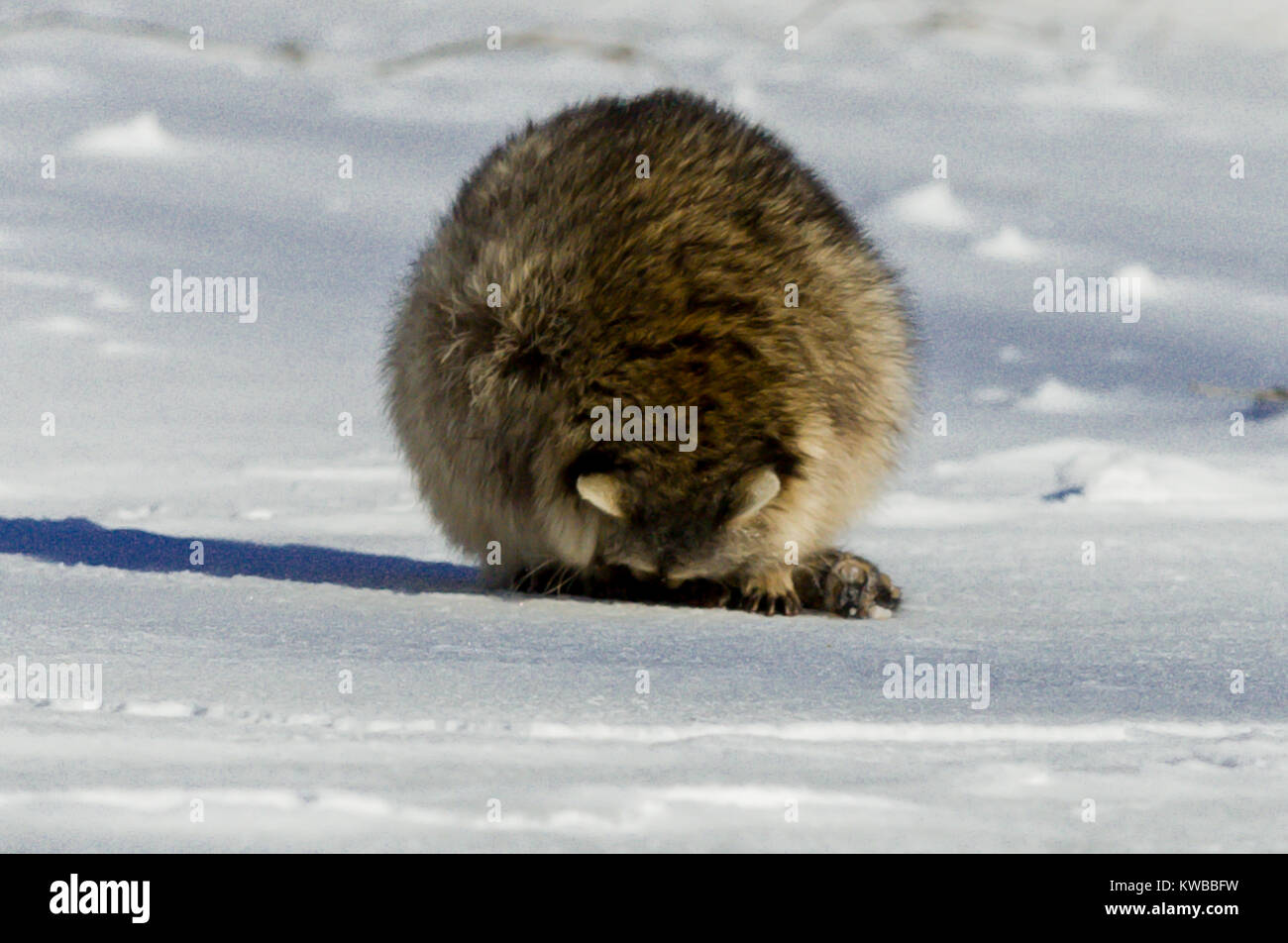 Closeup raccoon in winter in Canada Stock Photo - Alamy