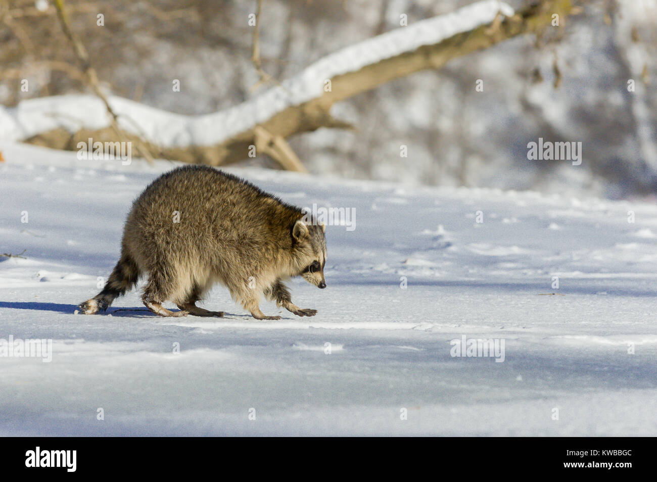 Closeup raccoon in winter in Canada Stock Photo - Alamy