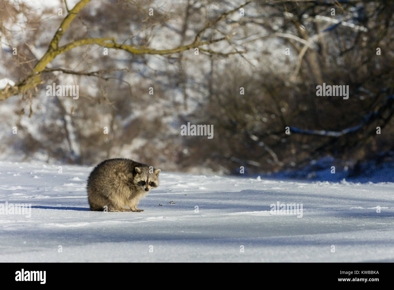 Closeup raccoon in winter in Canada Stock Photo - Alamy