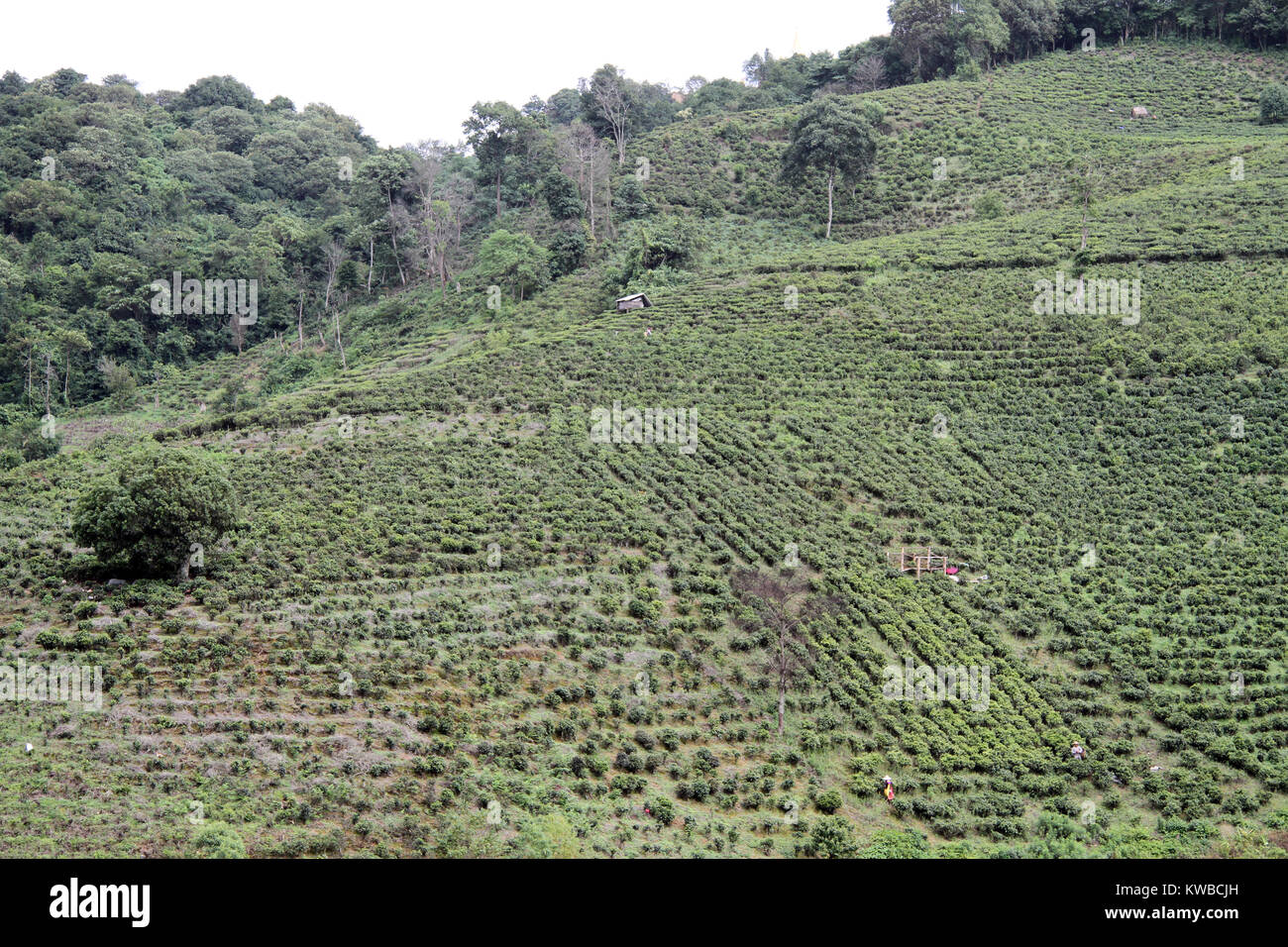China forest farm plantation hi-res stock photography and images - Alamy