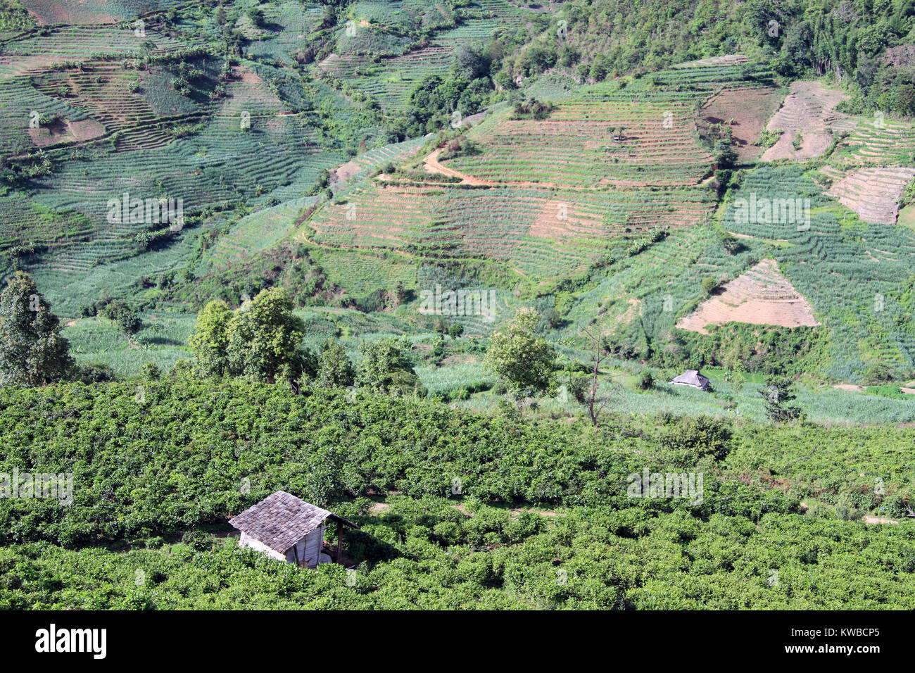 Tea plantation in Yunnan, China Stock Photo - Alamy