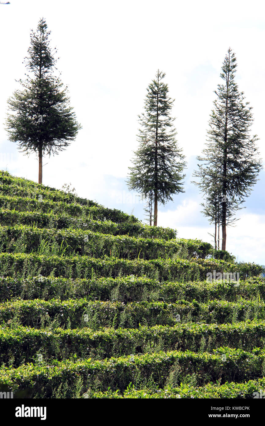 Trees and rows of tea bush in Yunnan, China Stock Photo - Alamy