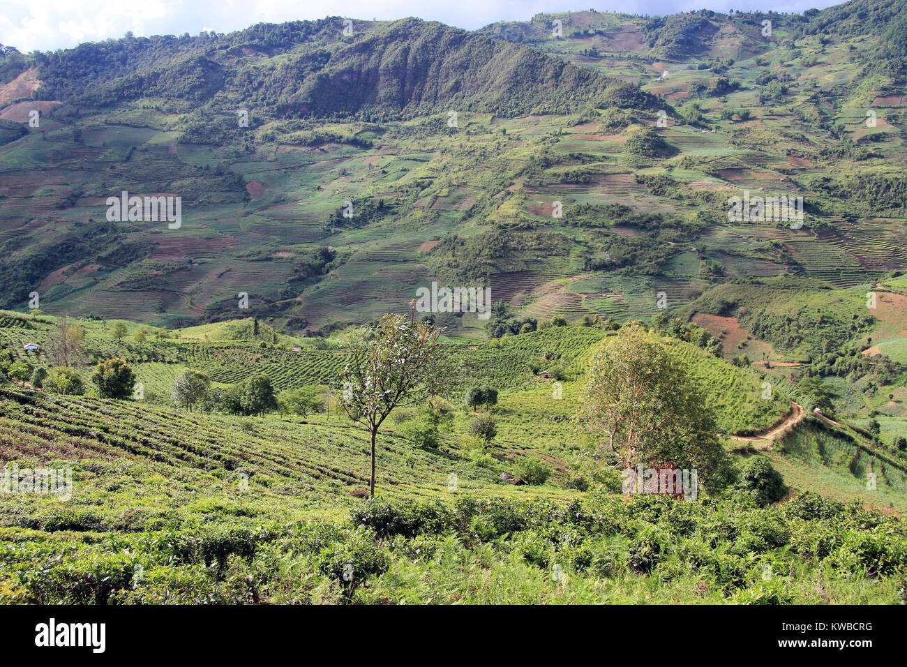 Valley and tea plantations in Yunnan, China Stock Photo - Alamy