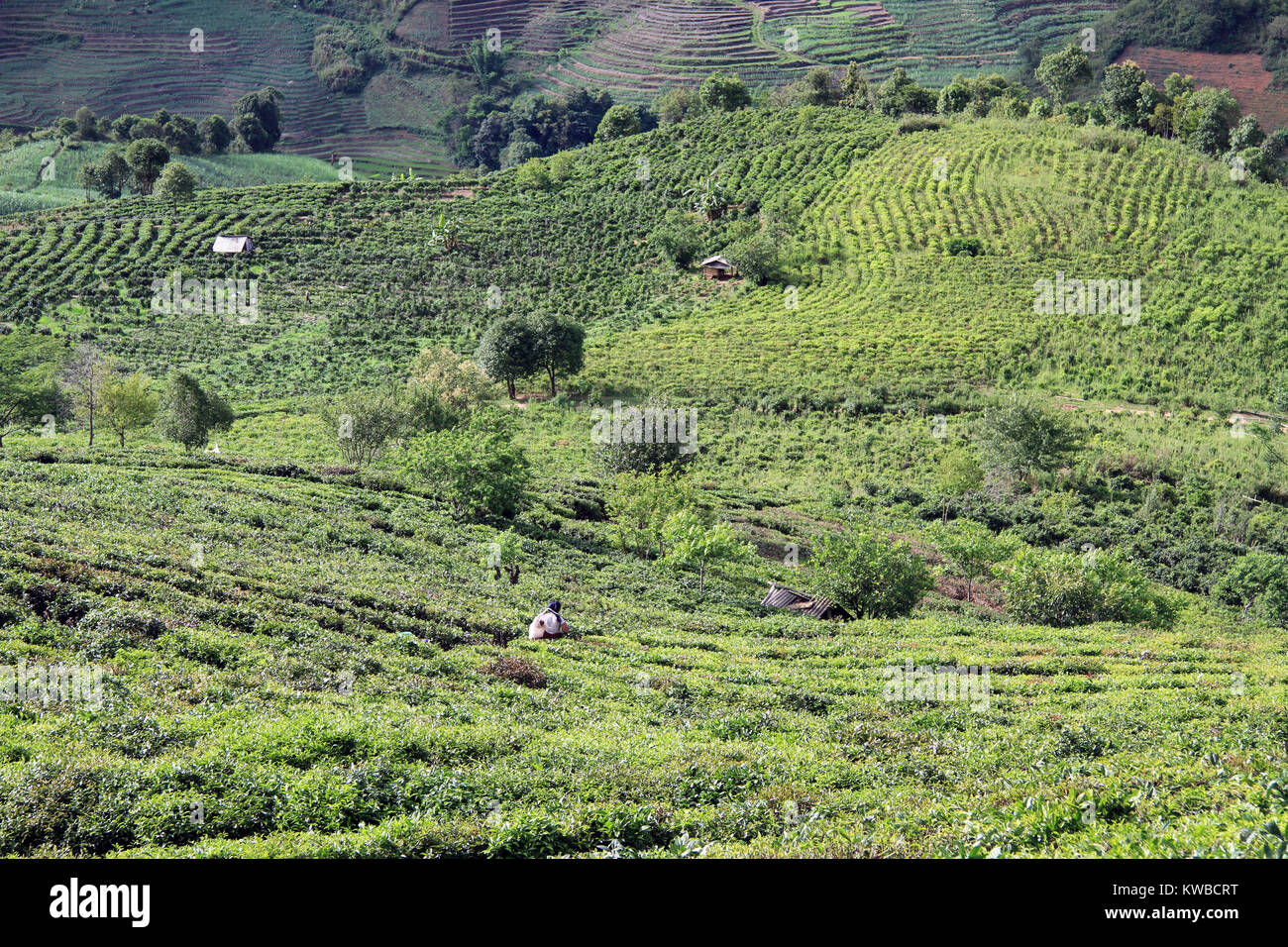Woman and tea plantation in Yunnan, China Stock Photo - Alamy