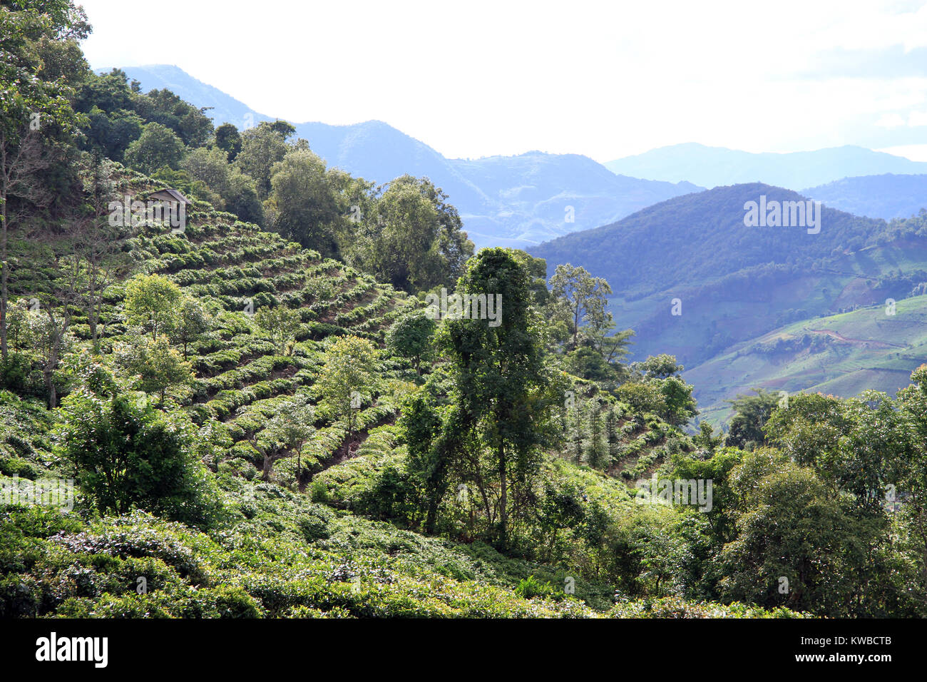Tea field on mountain slope hi-res stock photography and images - Alamy