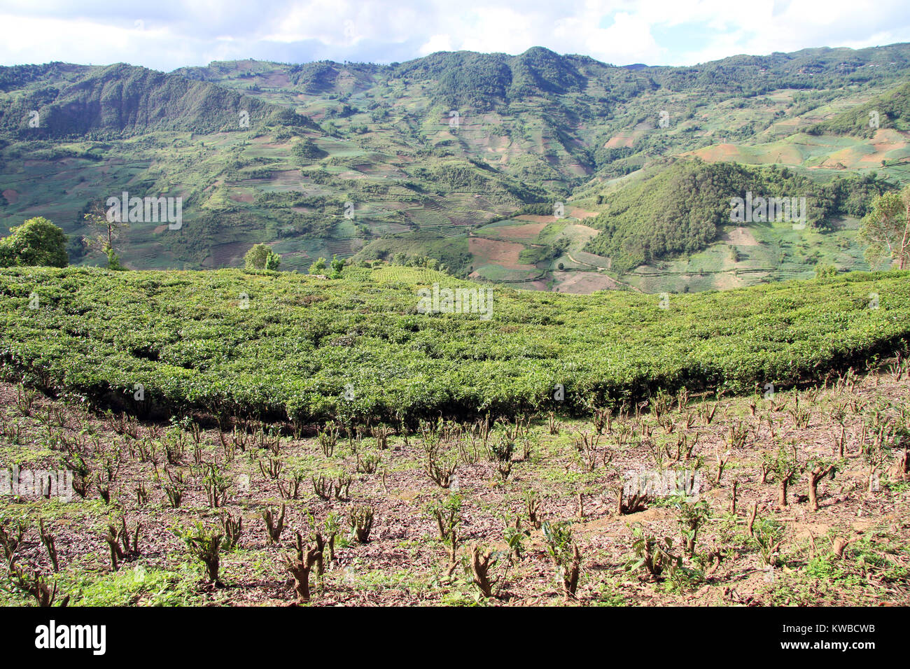 Tea plantation and mountain in Yunnan, China Stock Photo - Alamy