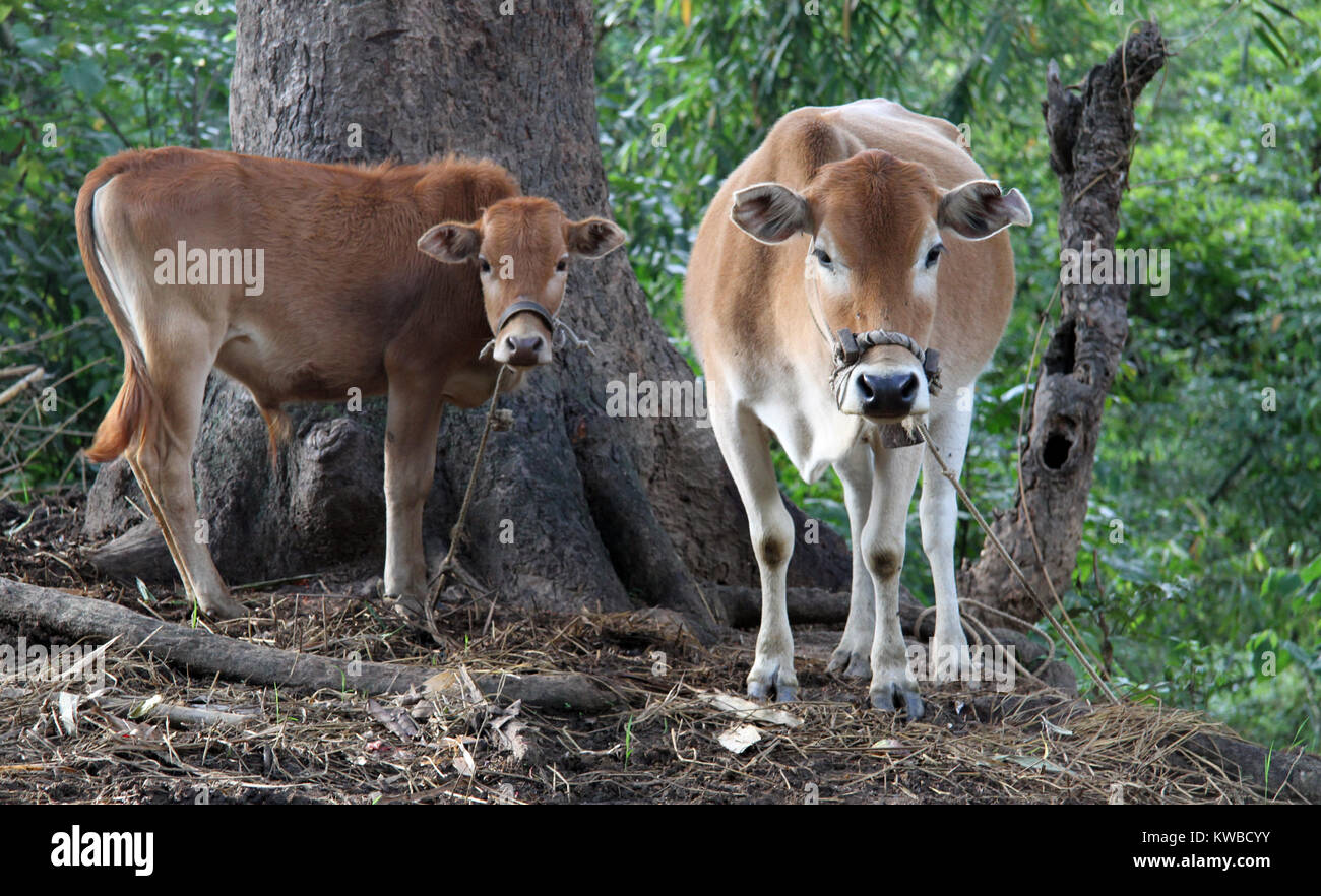 Two cows in the forest near tree Stock Photo - Alamy