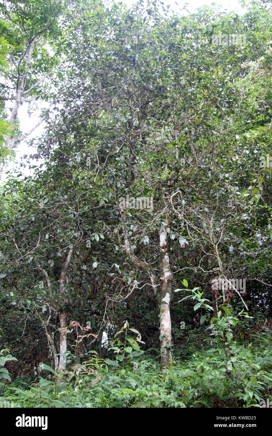 Old tea forest china hi-res stock photography and images - Alamy