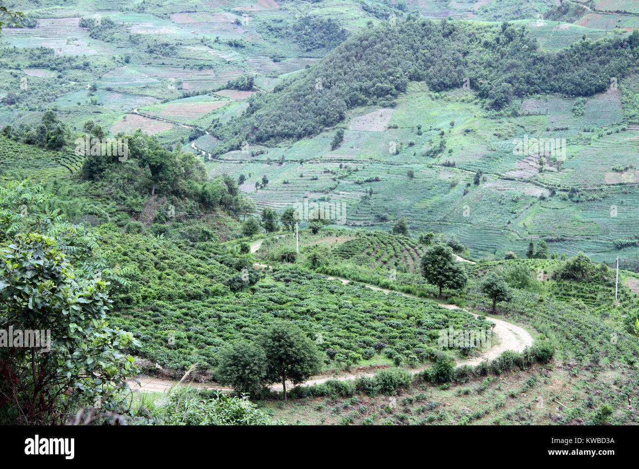 Valley and tea plantation in Yunnan, China Stock Photo - Alamy