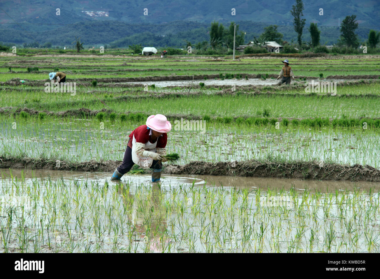 Chinese women work on the rice field Stock Photo - Alamy